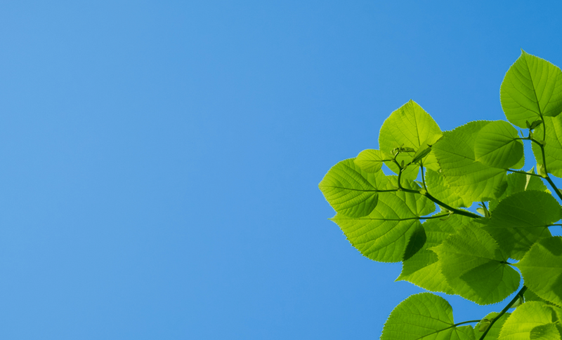 Pollenflug heute | Welche Pollen fliegen heute? - AT-klarify